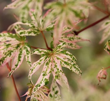 Conifer Kingdom - plant lust