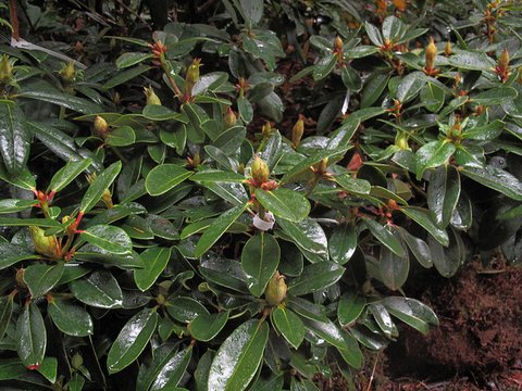 Rhododendron 'Unique' | Rhododendron hybrid 'Unique' | Rhododendron x ...