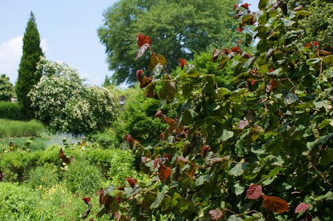 Corylus avellana 'Red Majestic' | Corylus 'Red Majestic' | Corylus ...
