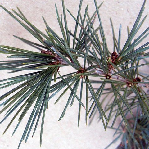 Cedrus deodara 'Kashmir' | Kashmir Himalayan Cedar | plant lust