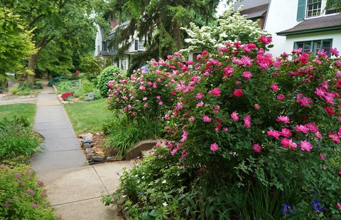 Rosa Double Knock Out® PP16202 | Rosa 'Double Knockout' | Rosa 'Double ...