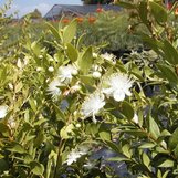 Myrtus communis | Mediterranean Myrtle | plant lust