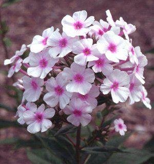 Phlox paniculata 'Delta Snow' | Delta Snow Border Phlox | Delta Snow ...