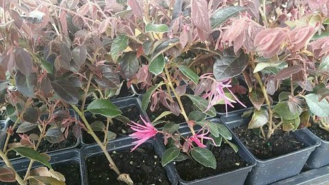 Loropetalum chinense var. rubrum 'Daruma' | Chinese Fringe Flower ...