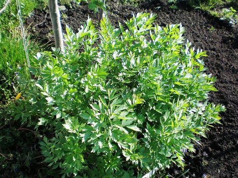 Levisticum officinale | Lovage | Love Parsley | plant lust