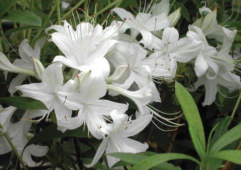 Weston's Innocence Azalea | Azalea 'Weston's Innocence' | plant lust