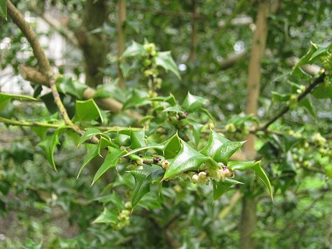 Ilex pernyi | Ilex 'Pernyii' | Perny Holly | plant lust