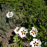 Cistus 'Snow Fire' | Cistus 'Snowfire' | Snow Fire Rock Rose | Snowfire ...