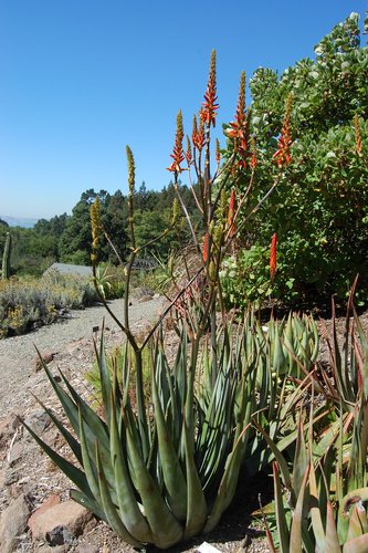 Aloe wickensii | Aloe cryptopoda | plant lust