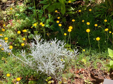 Cotula sp. 'Tiffindell Gold' | Creeping Gold Buttons | plant lust
