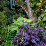 Persicaria microcephala 'Red Dragon' | Tovara 'Red Dragon' | Red Dragon ...