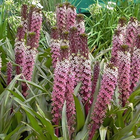 Eucomis 'Tugela Ruby' | Eucomis comosa 'Tugela Ruby' | Tugela Ruby ...
