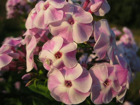 Phlox paniculata 'Blushing Shortwood' | Blushing Shortwood Tall Garden ...