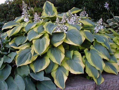 Hosta 'Satisfaction' | | plant lust