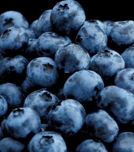 Toro Northern Highbush Blueberry | Vaccinium 'Toro' | plant lust