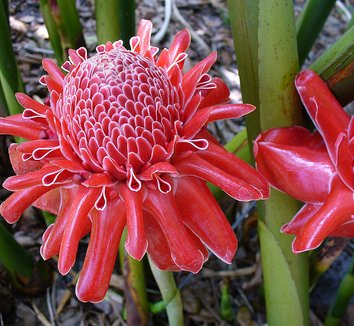 Nicolaia from multiple nurseries on Plant Lust