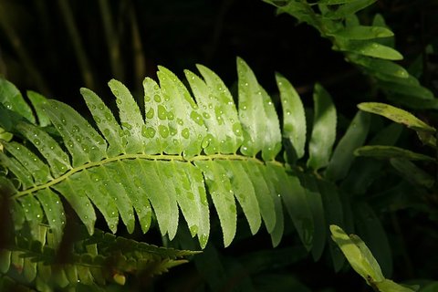 Polystichum acrostichoides | Christmas Fern | Dagger Fern | plant lust