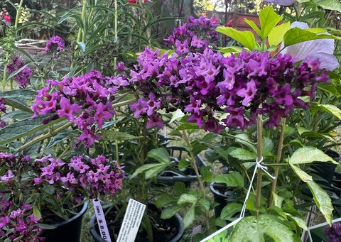 Buddleja Lo & Behold® Ruby Chip PP32399 | Ruby Chip Butterfly Bush | plant lust