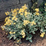 Brachyglottis greyi | Senecio greyi | Daisy Bush | plant lust