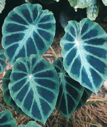 Colocasia fallax 'Dark Shadows' | Colocasia heterochroma 'Dark Shadows ...