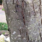 Acacia dealbata | Racisoerna dealbatum | Silver Wattle | plant lust