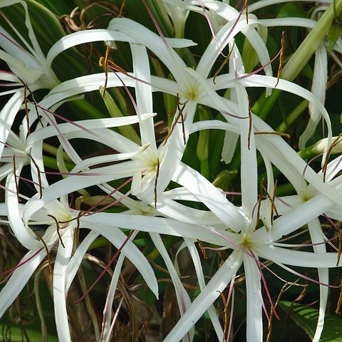 Crinum amoenum | Crinum 'Amoenum' | Crinum x amoenum | Amoenum Lily ...