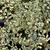 Azara microphylla 'Variegata' | Vanilla Tree | Variegated Boxleaf Azara ...