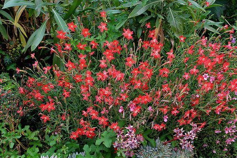 Silene sp. 'Starfish' | plant lust