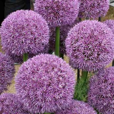 Allium 'Pinball Wizard' | Pinball Wizard Ornamental Onion | plant lust