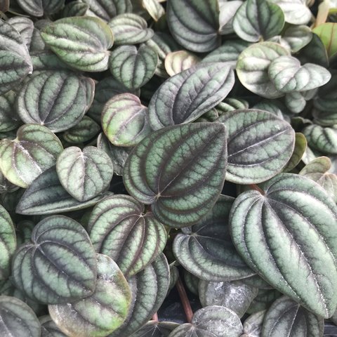 Peperomia 'Piccolo Banda' | | plant lust