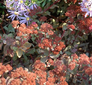 plant lust - items with the text sedum-telephium-sunset-cloud for the ...