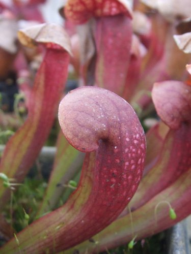 Sarracenia 'Ladybug' | Sarracenia 'Lady Bug' | Lady Bug Pitcher Plant ...