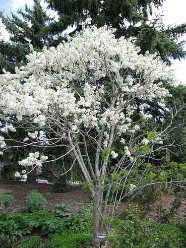 Xanthoceras sorbifolium | Xanthoceras sorbifolia | Chinese Flowering ...