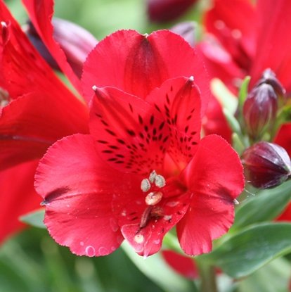 Alstroemeria Inca Bandit PP26933 | Alstroemeria 'Inca Bandit' | Inca ...