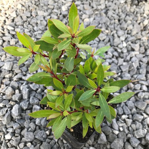 Drimys lanceolata | Tasmannia lanceolata | Mountain Pepper | Tasmanian ...