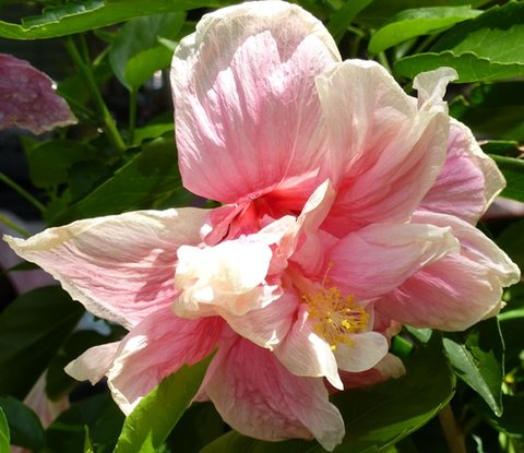 Hibiscus rosa-sinensis [double pink and white] | Hibiscus rosa-sinensis ...