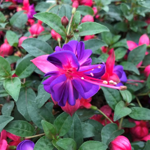 Fuchsia 'Heidi Joy' | | plant lust