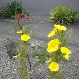 Halimium x pauanum | plant lust