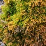 Thuja occidentalis 'Rheingold' | Rheingold American Arborvitae | plant lust