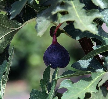 Ficus from multiple nurseries on Plant Lust