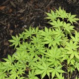 Acer palmatum 'Ghost Dancer' | Ghost Dancer Japanese Maple | plant lust