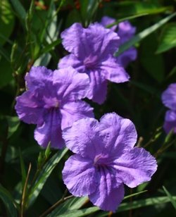 Ruellia simplex 'Purple Showers' | Ruellia brittoniana 'Purple Showers ...