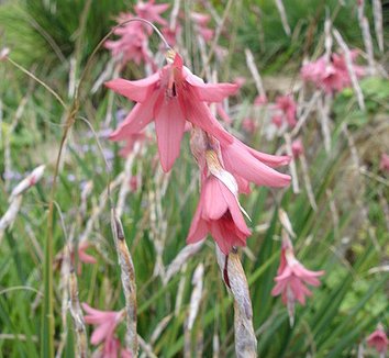 Dierama from multiple nurseries on Plant Lust