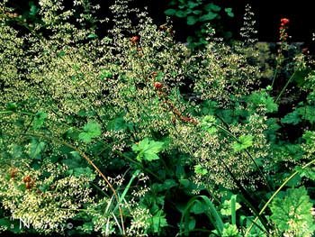 Heuchera micrantha | Alum Root | Coral Bells | Small-flowered Alumroot ...