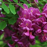 Robinia 'Purple Robe' | Robinia pseudoacacia 'Purple Robe' | Robinia ...