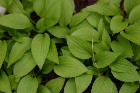 Hosta 'Lemon Lime' | | plant lust