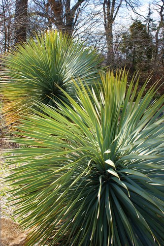 Yucca rostrata [Black Gap, TX collection] | Beaked Yucca | Big Bend ...