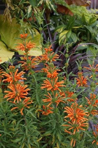 Leonotis leonurus | Leonotis leonorus | Leonotis ocymifolia | Lion's ...
