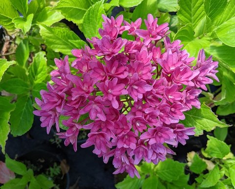 Hydrangea WOWTime PP27935 | Hydrangea macrophylla x paniculata Princess ...