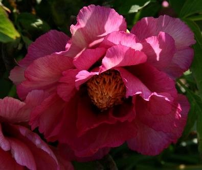 Paeonia 'Leda' | Paeonia Hybrid 'Leda' | Paeonia x 'Leda' | Leda Tree ...